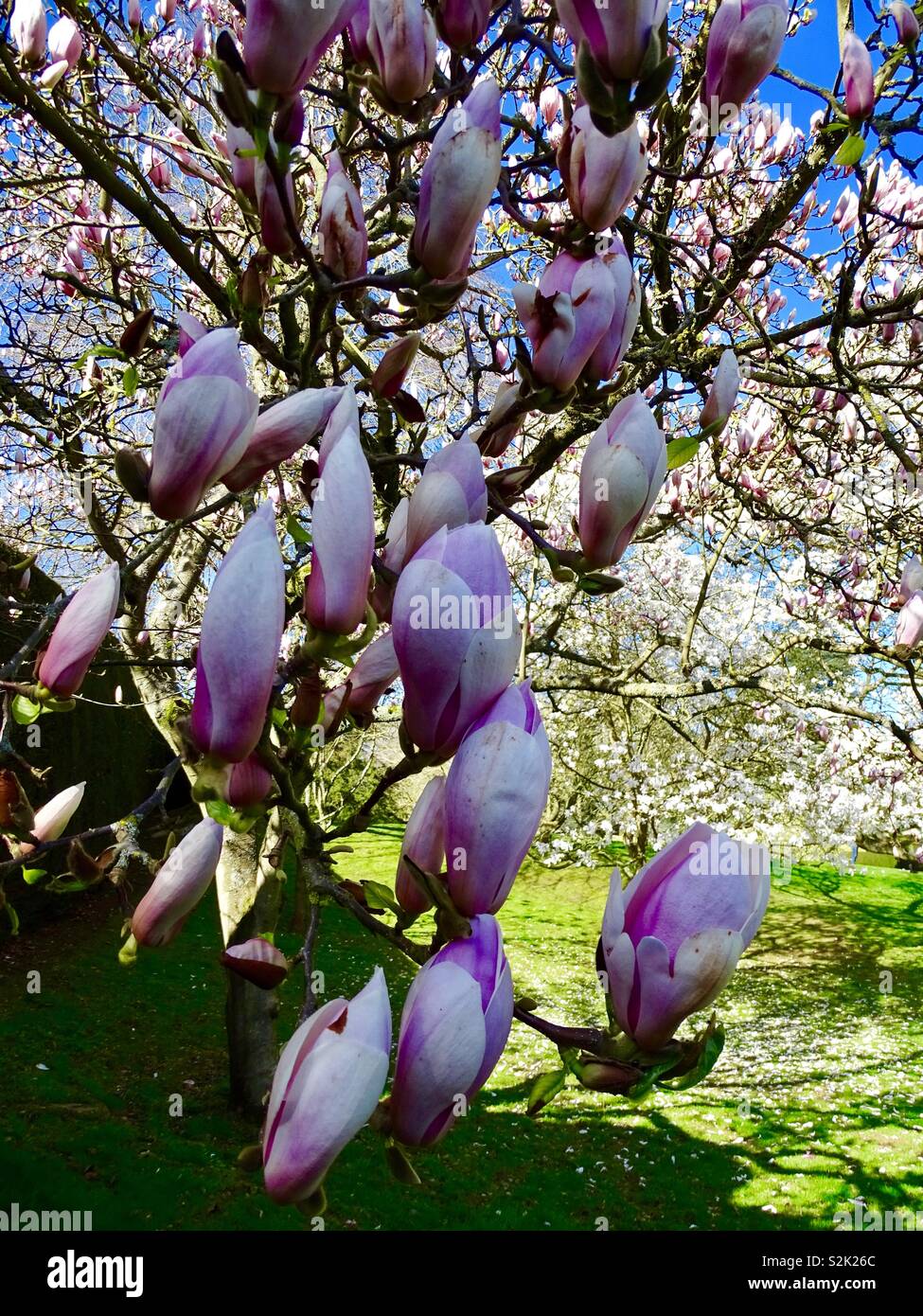 Pink magnolia flower buds in the spring sunshine Stock Photo - Alamy