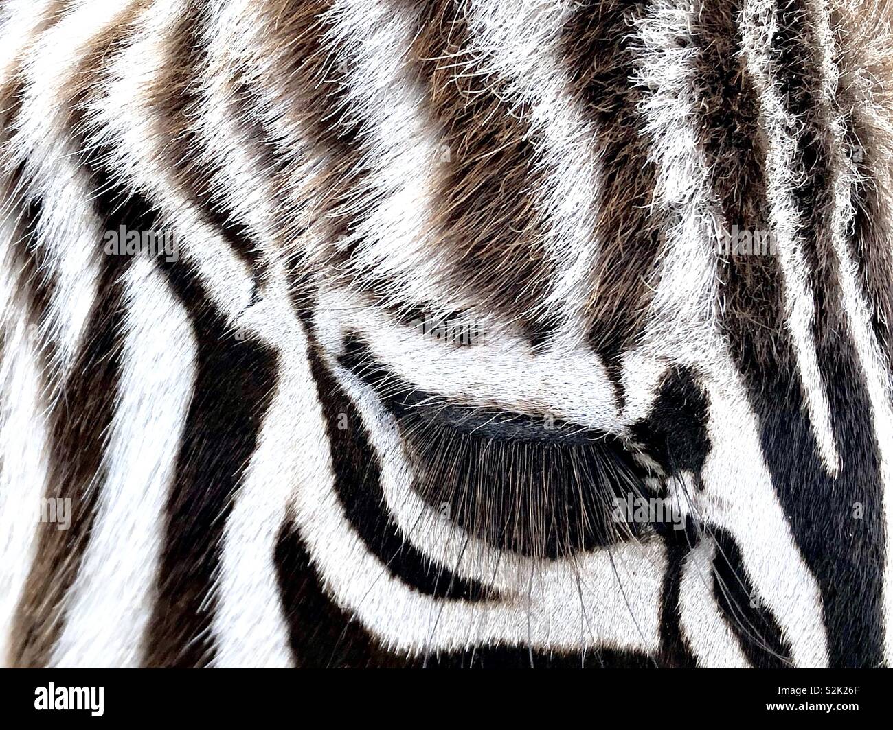 Zebra coat hi-res stock photography and images - Alamy