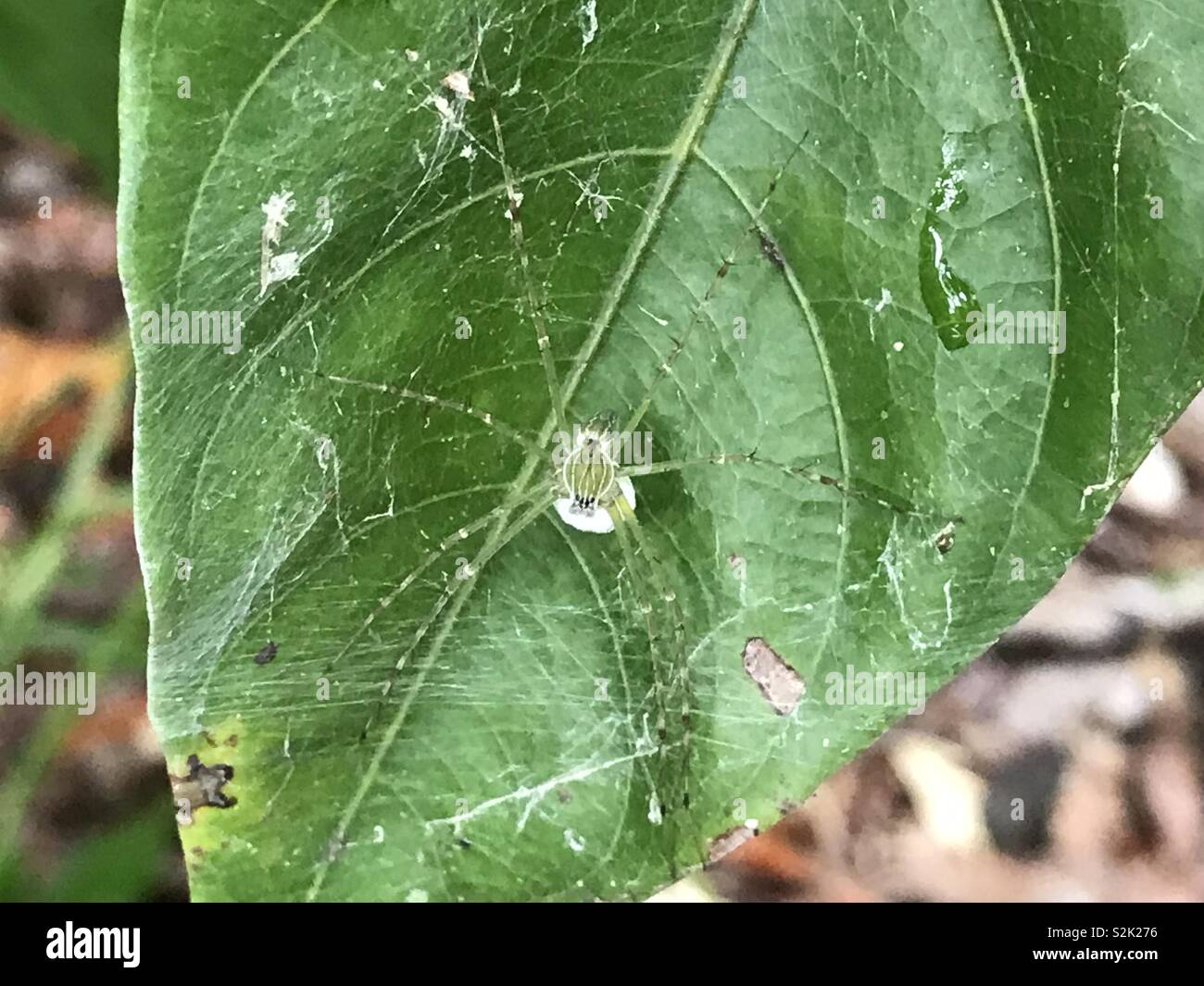 Invisible Spider High Resolution Stock Photography and Images - Alamy