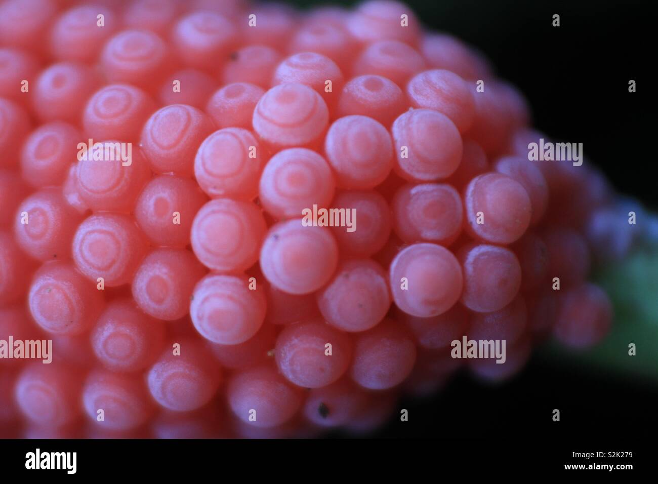 Snail Eggs High Resolution Stock Photography and Images - Alamy