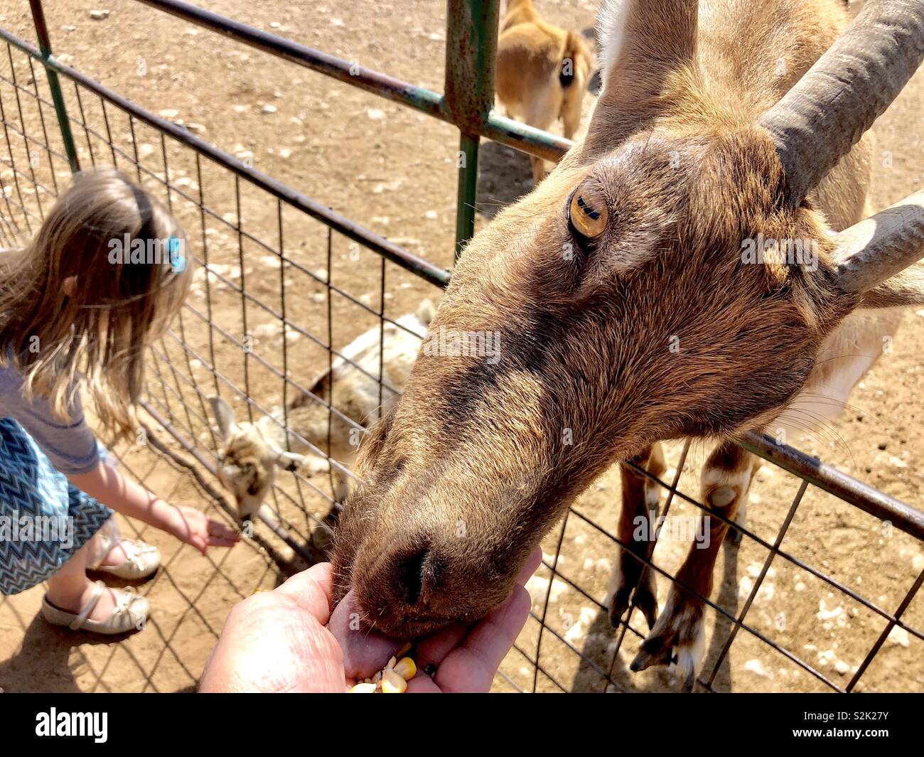 Child feeding goat hi-res stock photography and images - Alamy