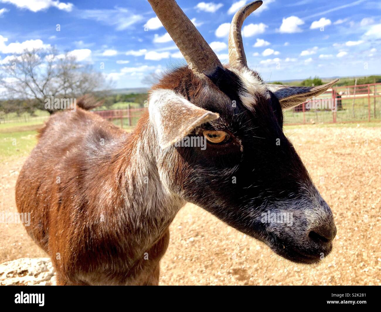 Goat at a petting zoo Stock Photo - Alamy