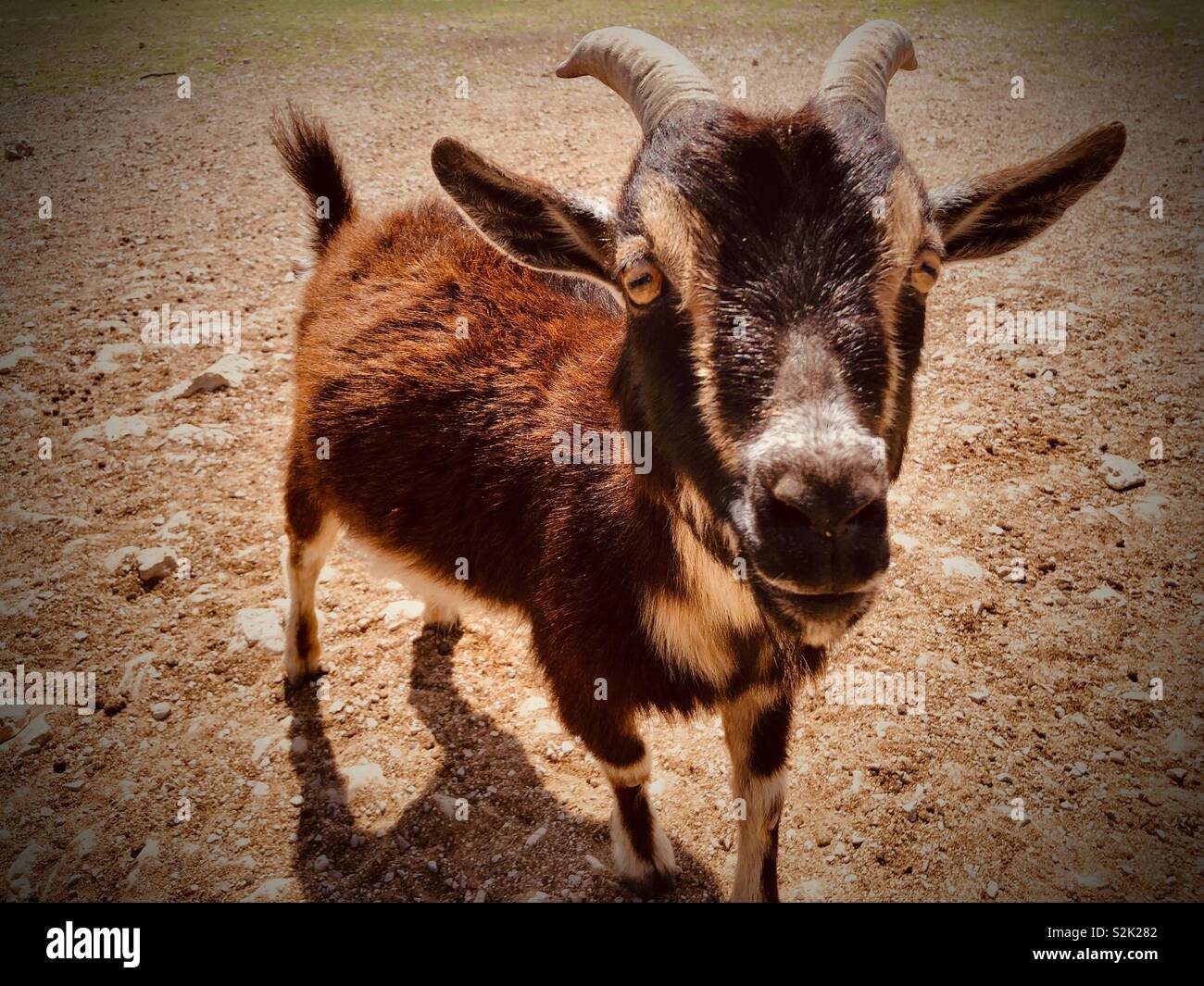 Brown goat at a petting zoo Stock Photo - Alamy