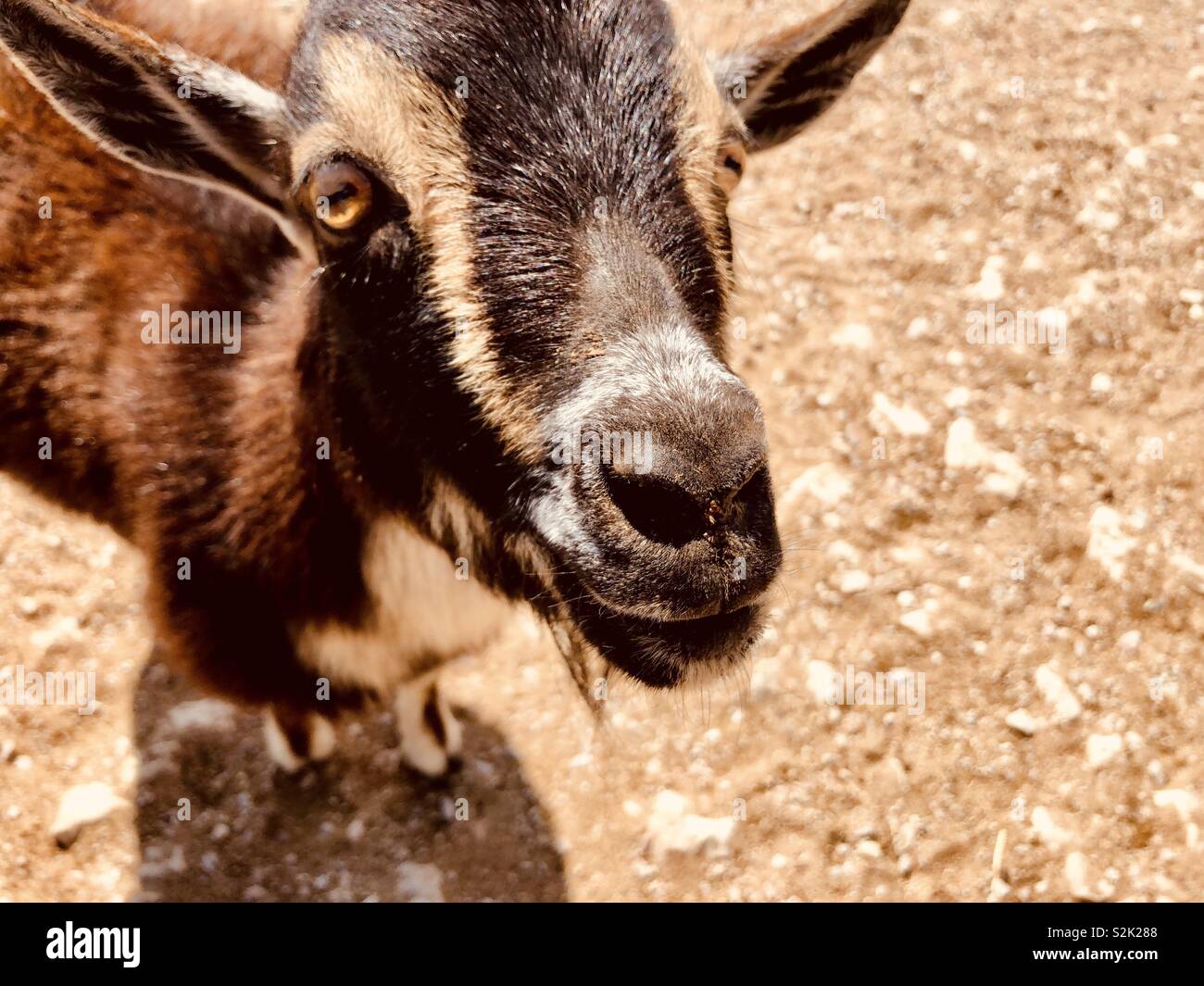 Goat face hi-res stock photography and images - Alamy