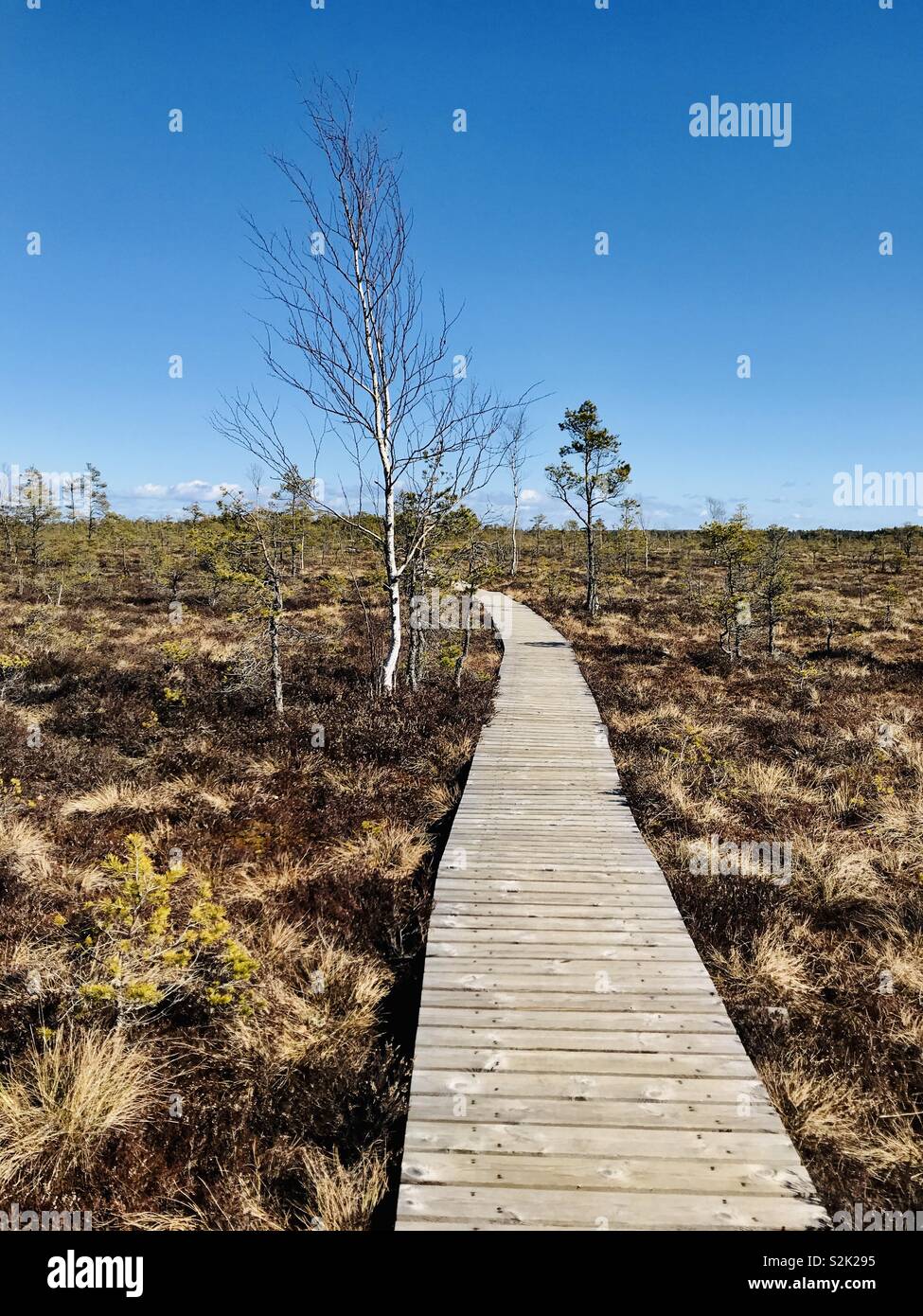 Bog Trail High Resolution Stock Photography and Images - Alamy