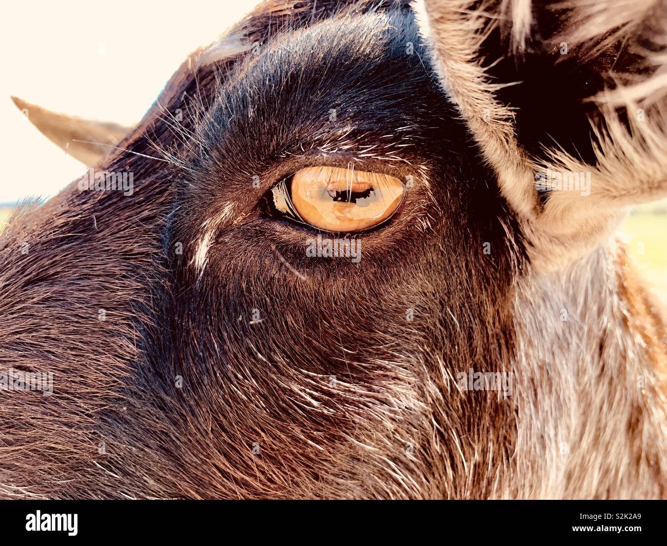 Goat eye close up hi-res stock photography and images - Alamy