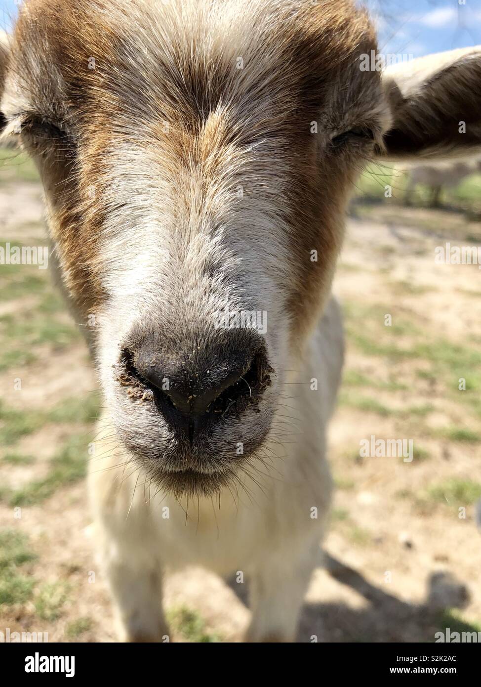 Cute baby goats hi-res stock photography and images - Alamy