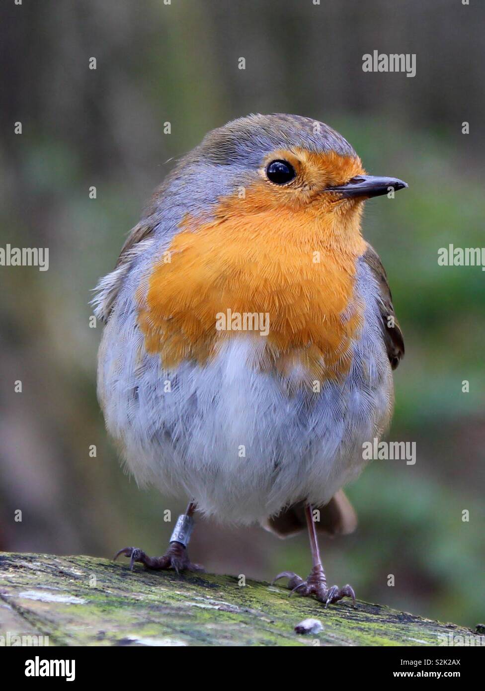 A little Robin Stock Photo - Alamy