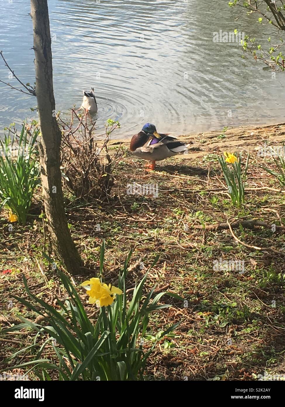 Ducks in the pond surrounded by daffodils during springtime Stock Photo ...