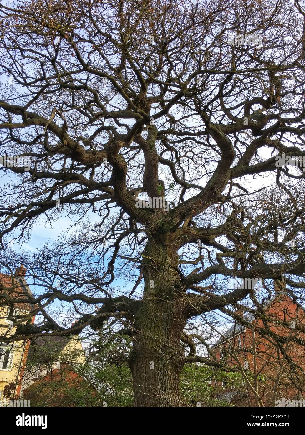Oak tree no leaves hi-res stock photography and images - Alamy