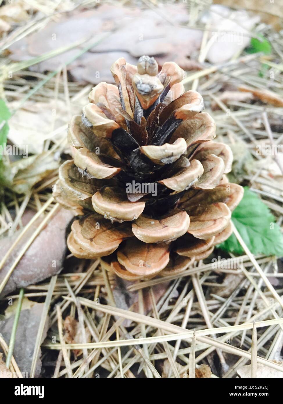 Cone forest hi-res stock photography and images - Alamy