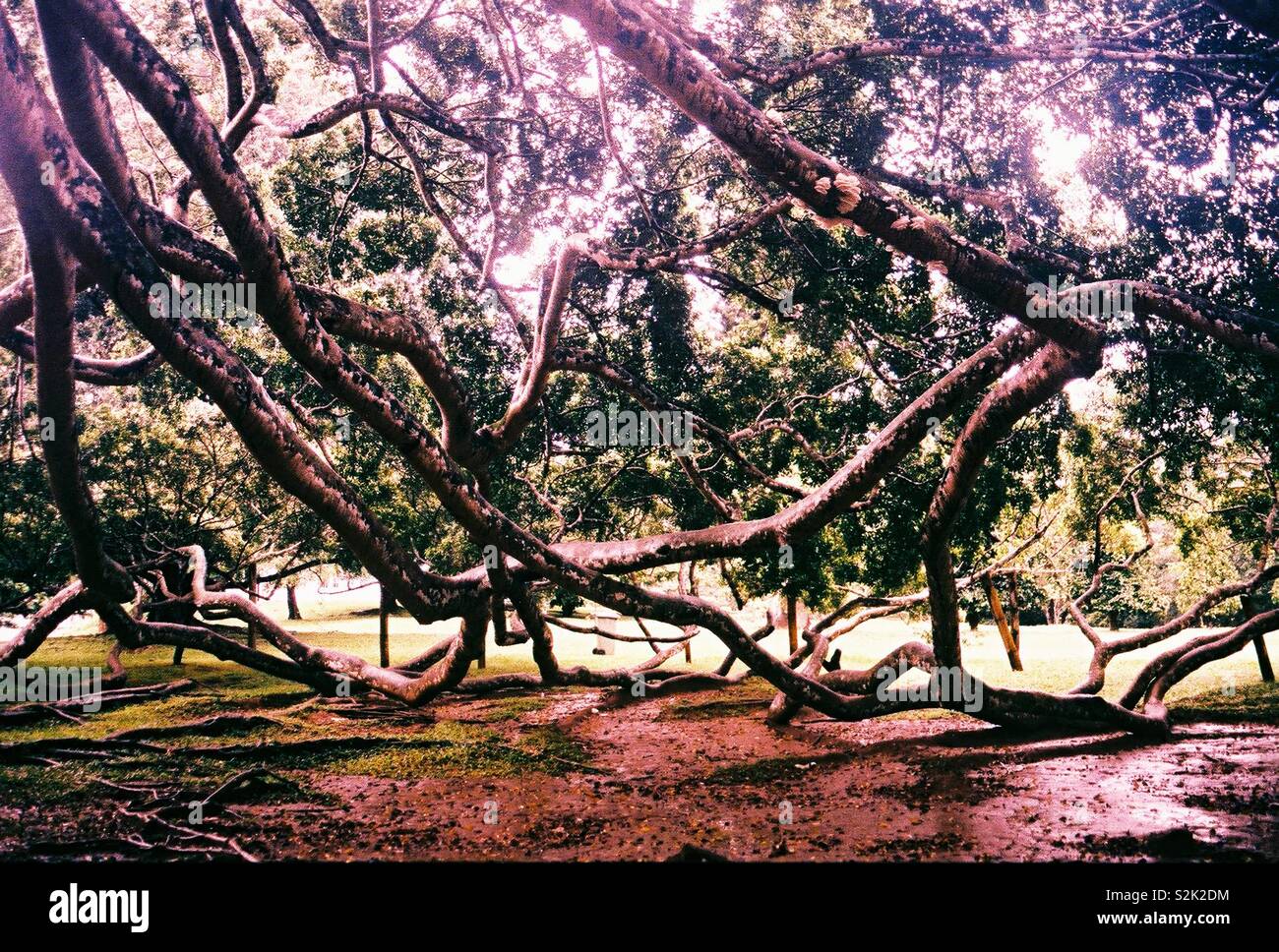 Old tree branches intertwine Stock Photo - Alamy