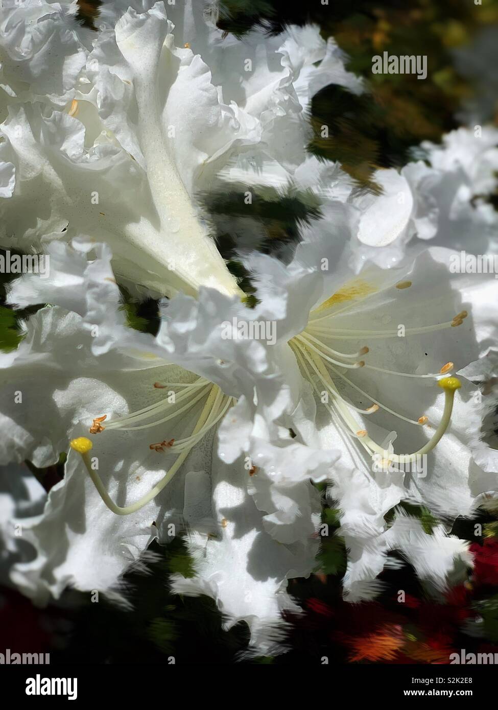 Rhododendron delavayi hi-res stock photography and images - Alamy