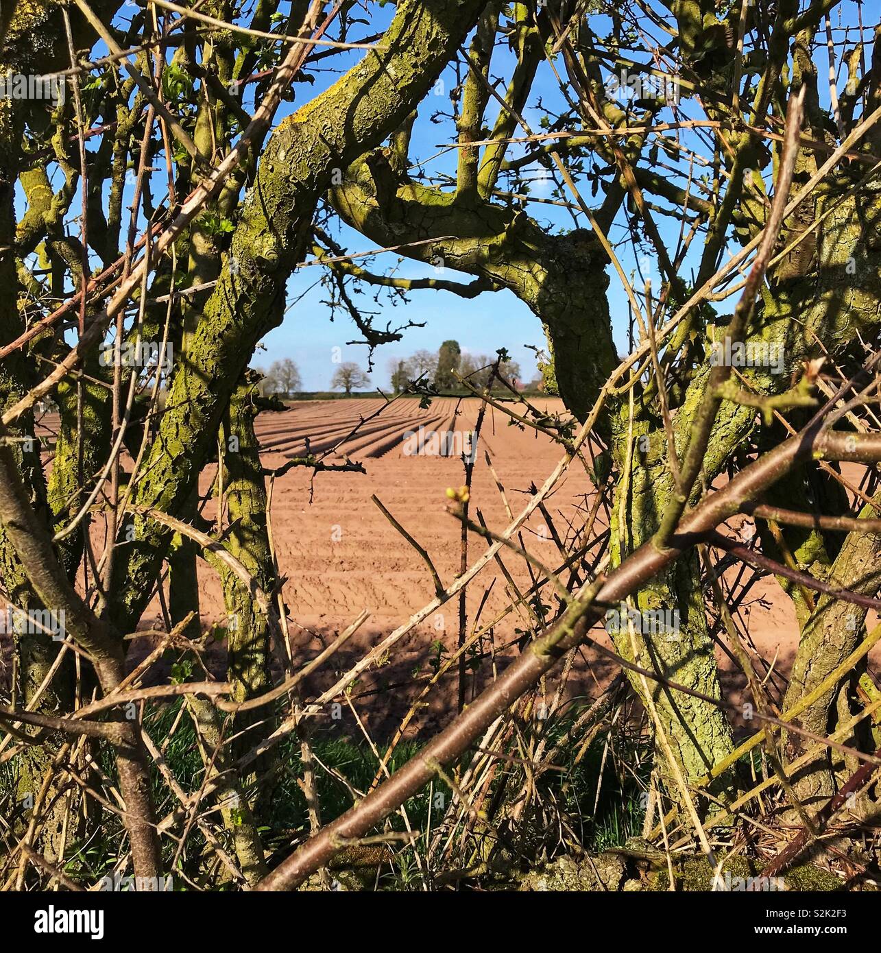 Field hedgerow uk hi-res stock photography and images - Alamy