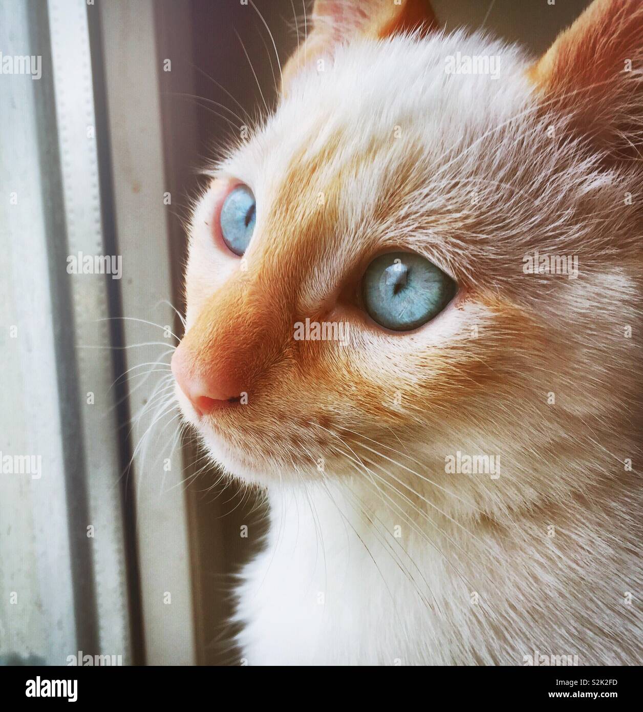 Cat fur ball hi-res stock photography and images - Alamy