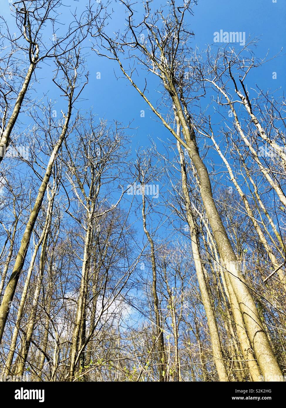 Trees no leaves hi-res stock photography and images - Alamy