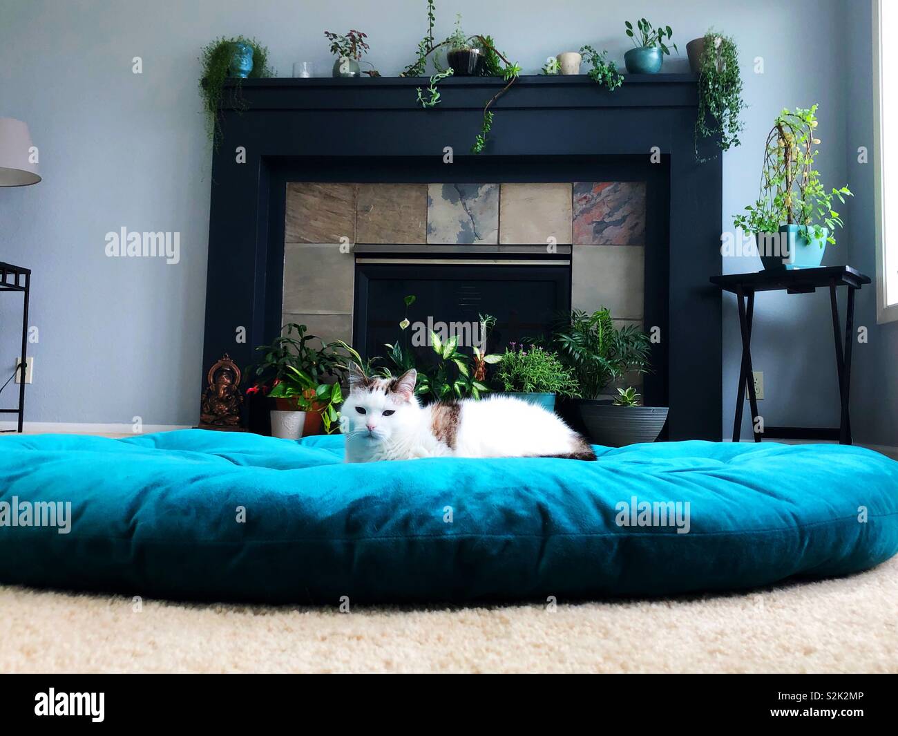 Cat fancy hi-res stock photography and images - Alamy