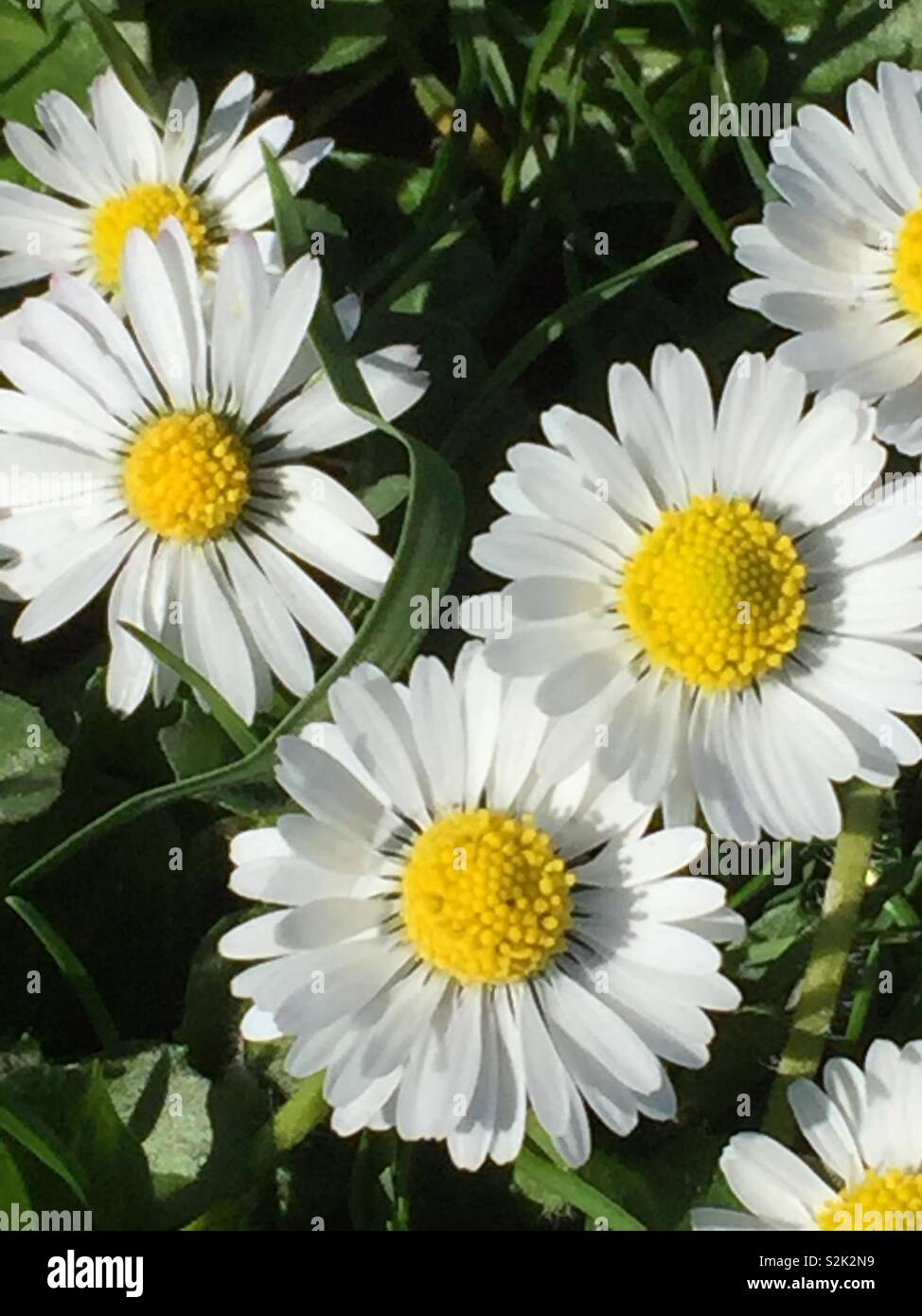 Cluster of daisies hi-res stock photography and images - Alamy