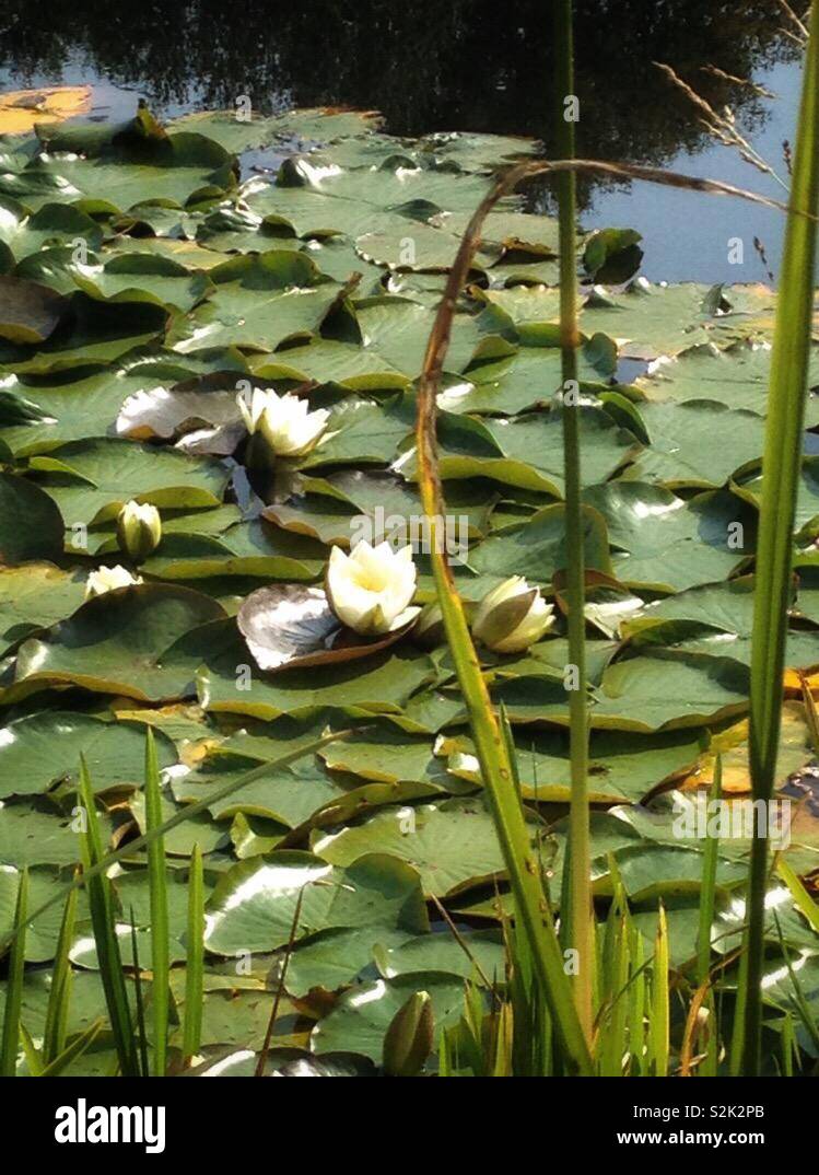 Lily pads pond flowers hi-res stock photography and images - Alamy