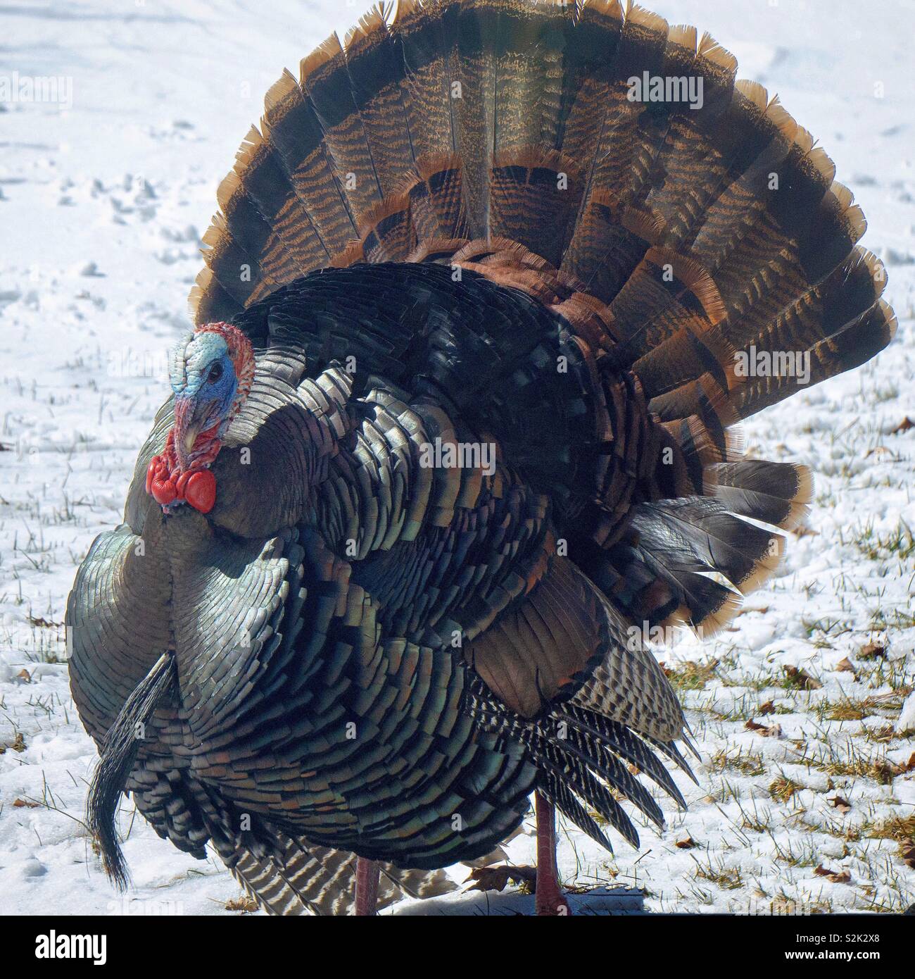 Strutting her stuff hi-res stock photography and images - Alamy