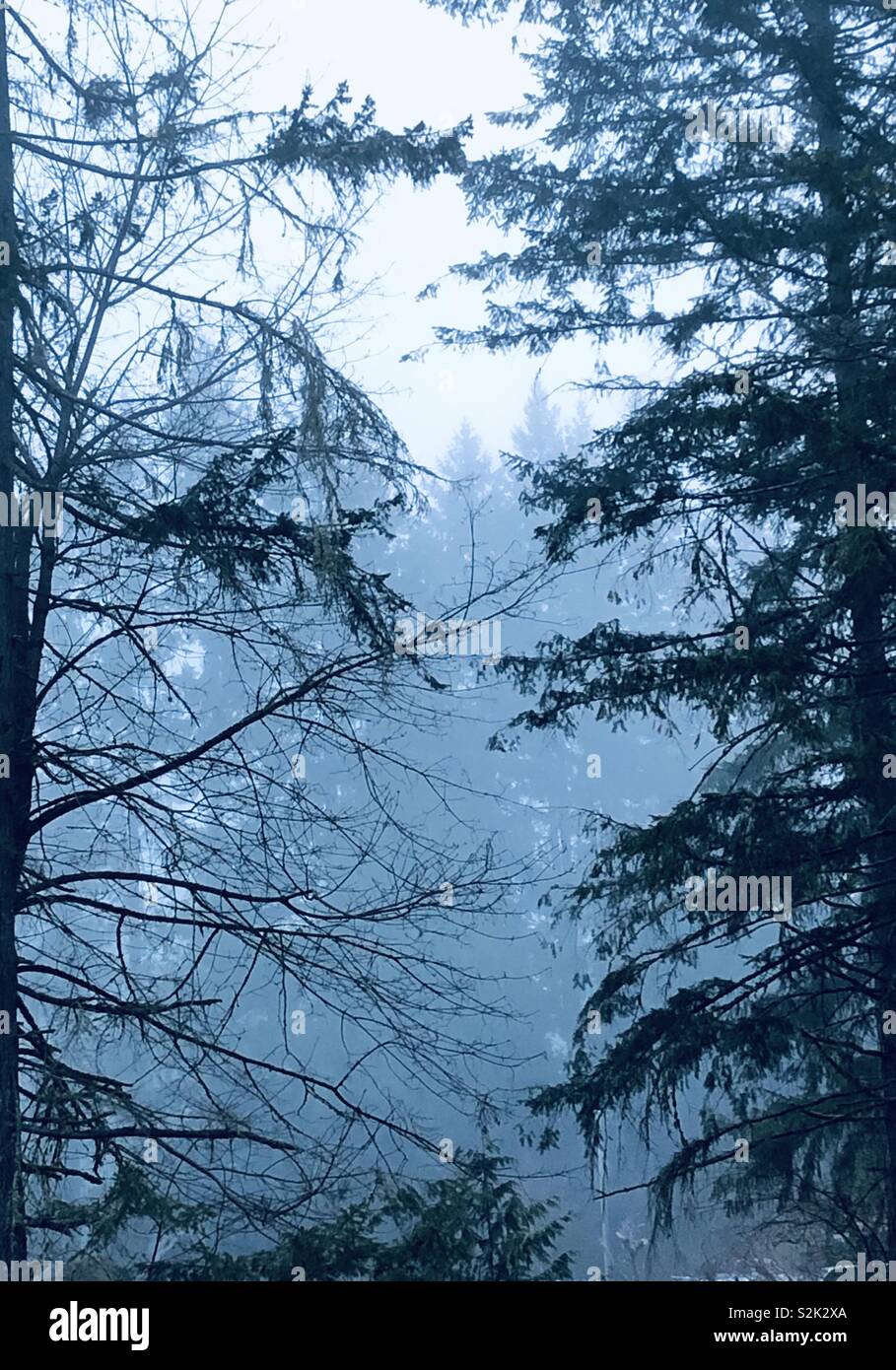 Evergreen trees in the fog hi-res stock photography and images - Alamy
