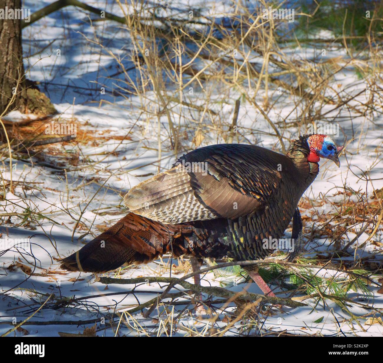 Male turkey, Wayne County, Pennsylvania Stock Photo - Alamy