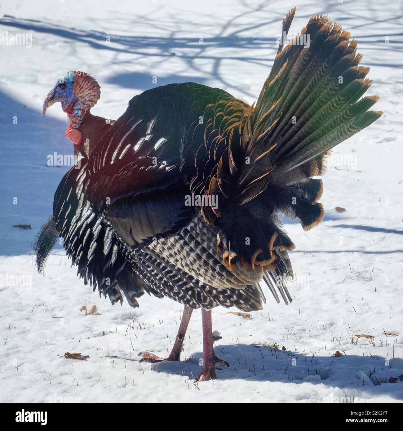 Male turkey, Wayne County, Pennsylvania Stock Photo - Alamy