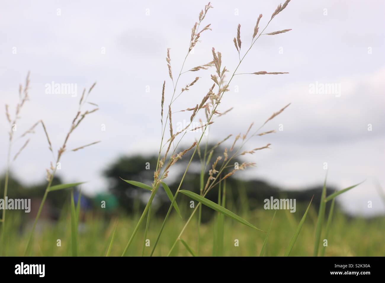 Random plants hi-res stock photography and images - Alamy