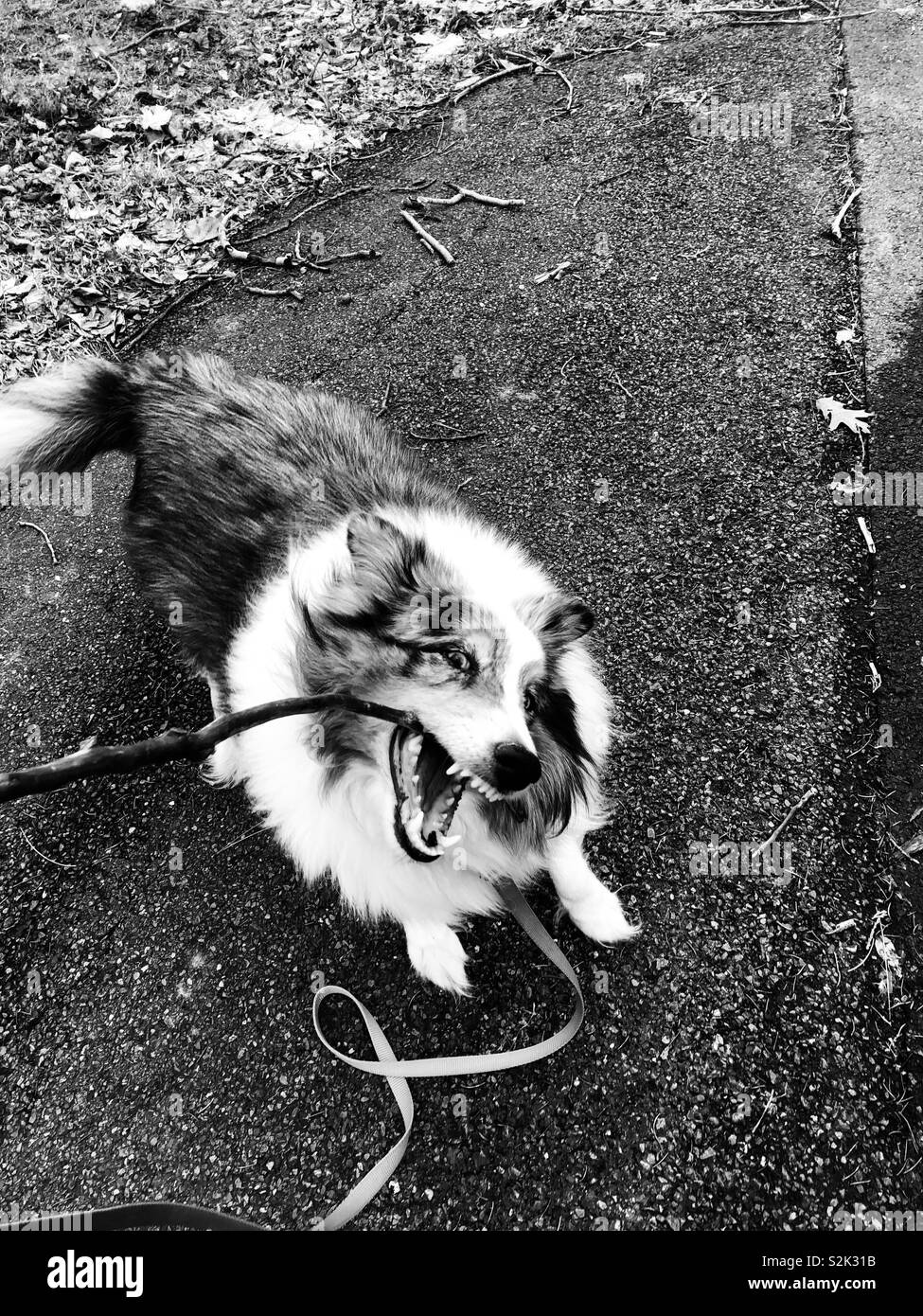 Blue Merle sheltie getting crazy with stick Stock Photo - Alamy