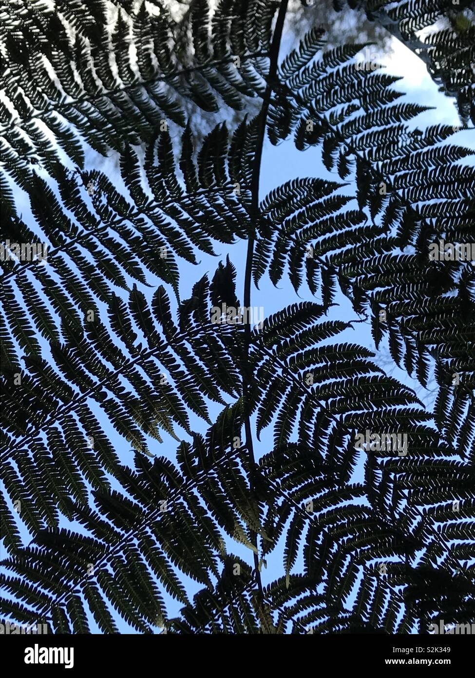 New Zealand Tree Fern Stock Photos & New Zealand Tree Fern Stock Images ...