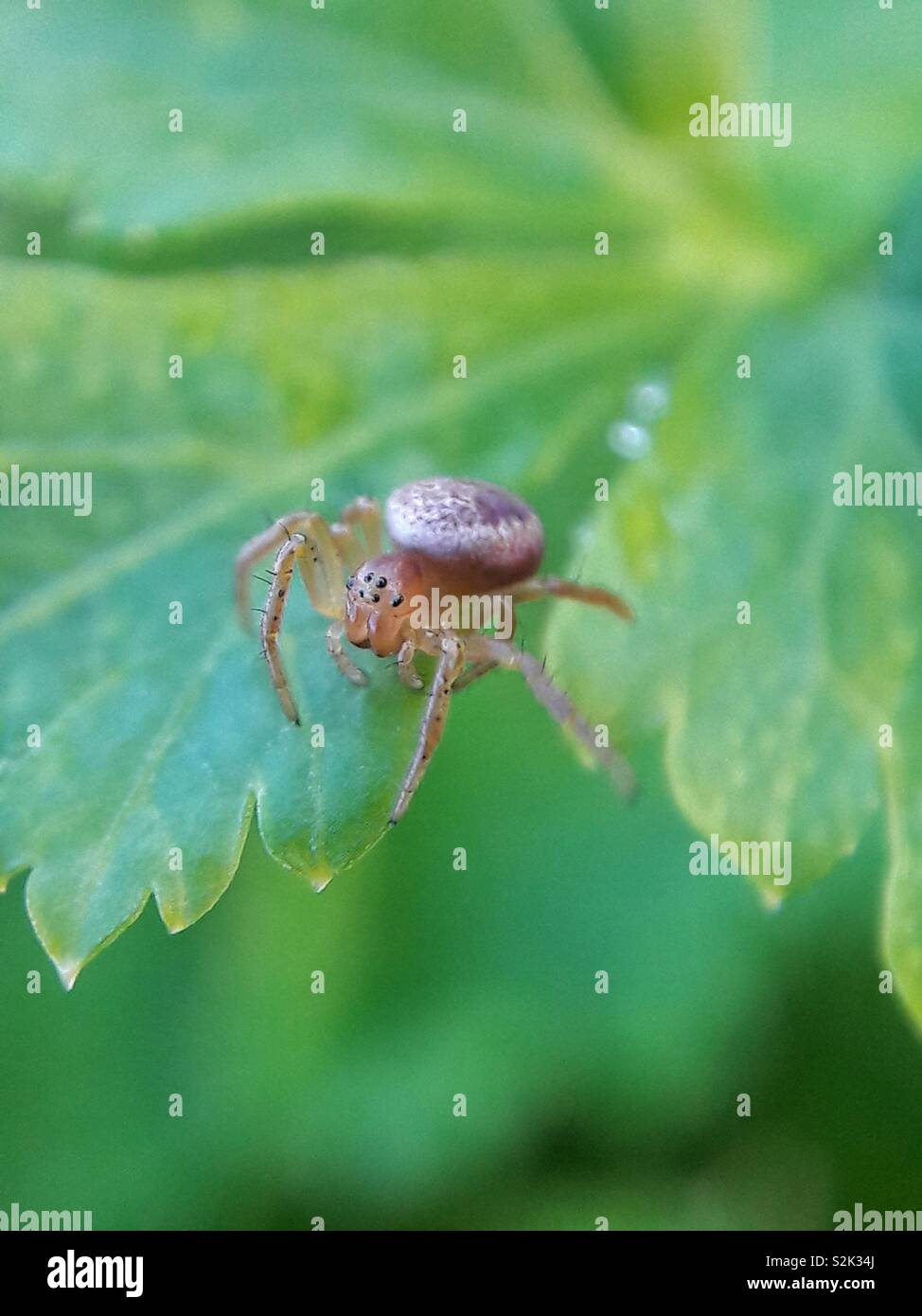 Baby Spider High Resolution Stock Photography and Images - Alamy