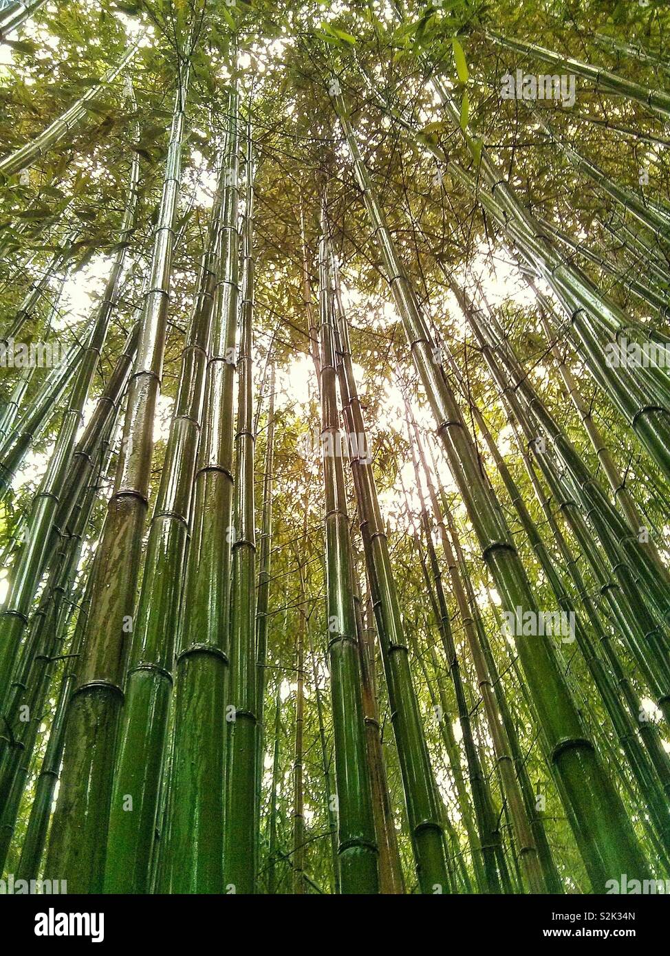 Shiny bamboo hi-res stock photography and images - Alamy