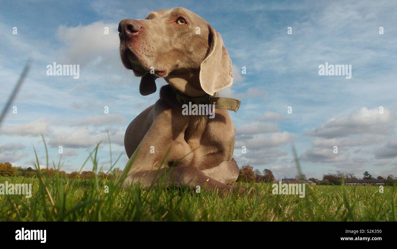 Thinking Dog High Resolution Stock Photography and Images - Alamy