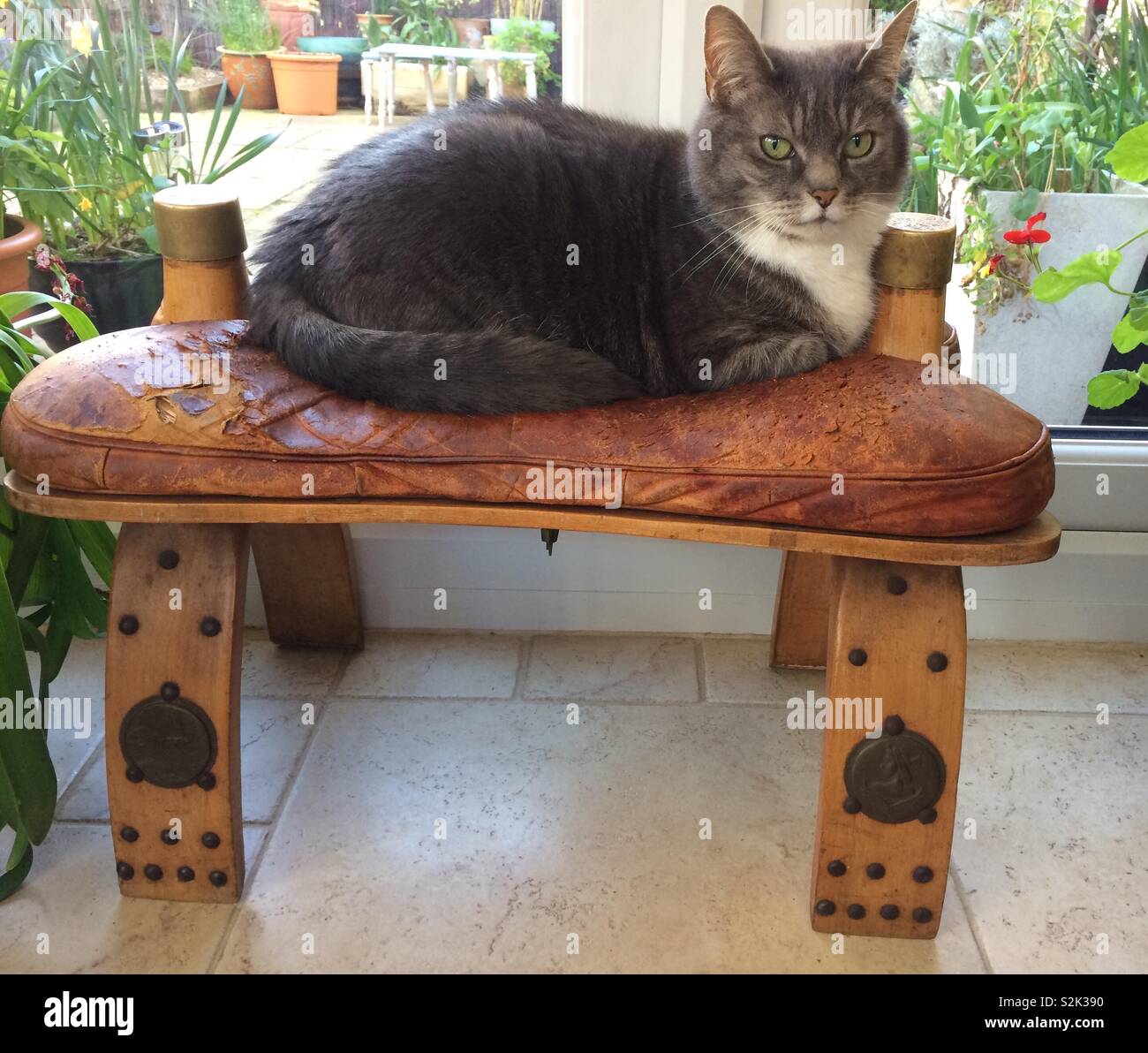 Camel saddle hi-res stock photography and images - Alamy