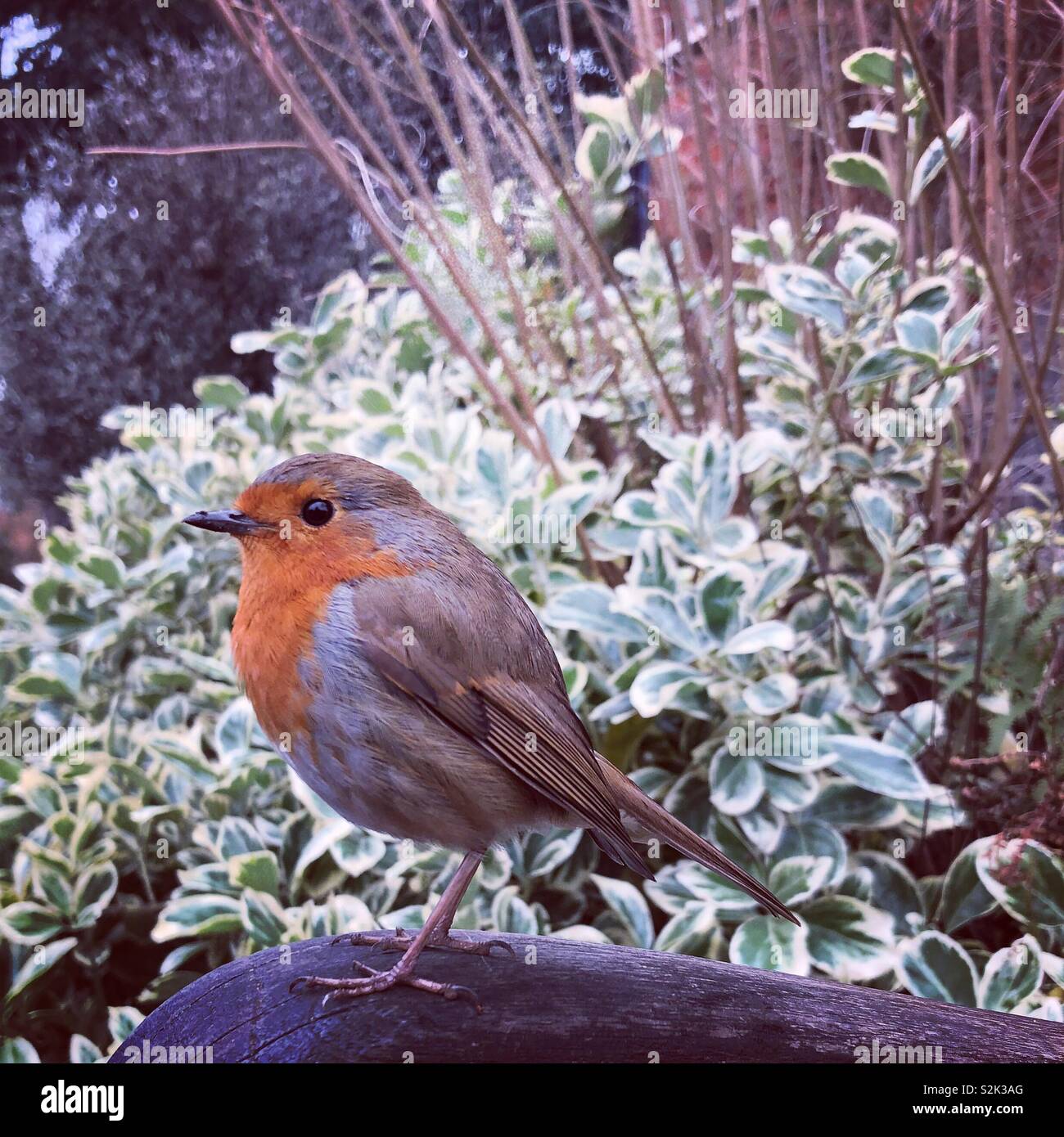 Robin friend hi-res stock photography and images - Alamy