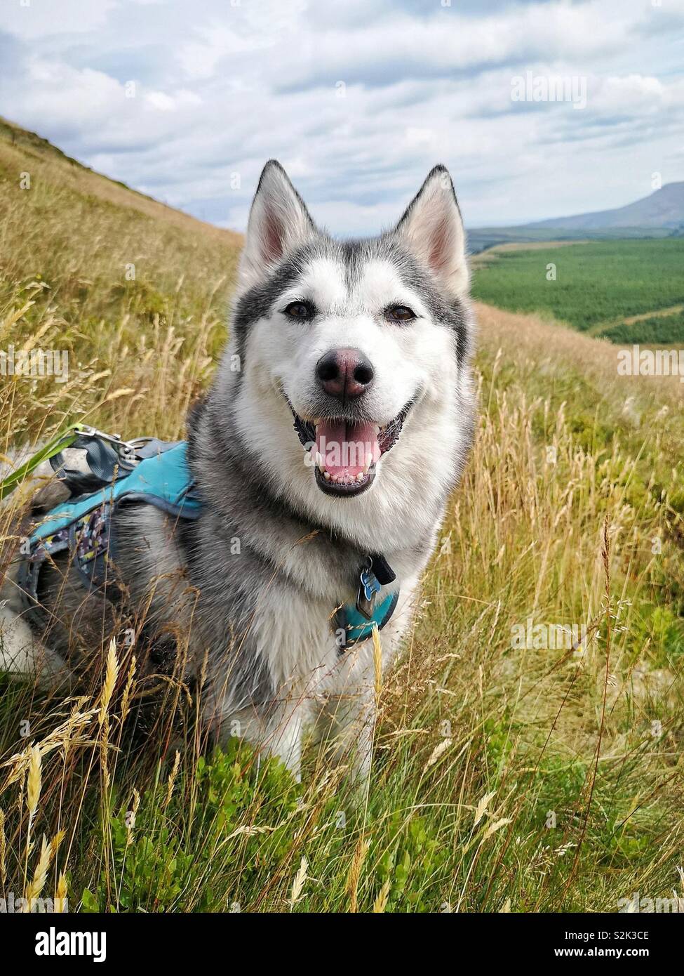 Husky dog in field in the hills of a Scotland Stock Photo - Alamy