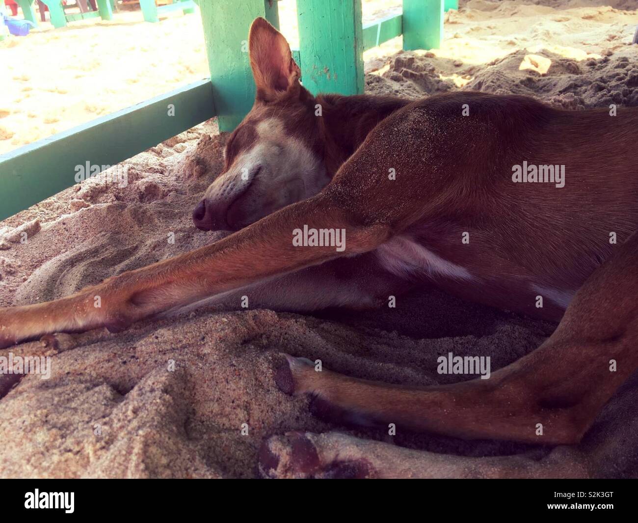 Pinky dog hi-res stock photography and images - Alamy
