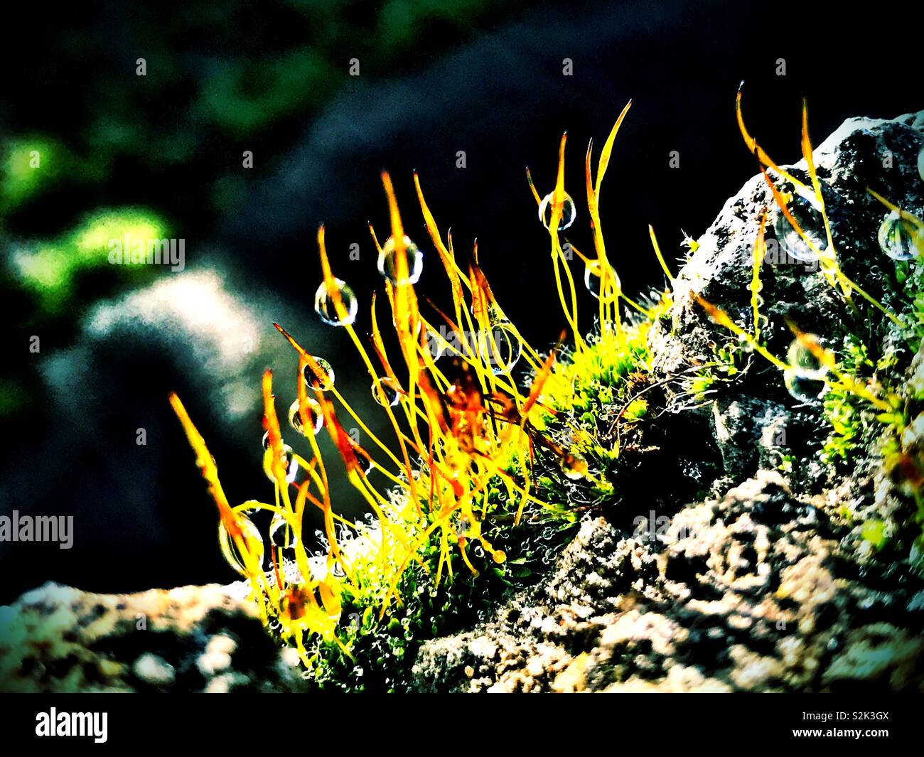 Dew on moss on a rock macro image Stock Photo - Alamy