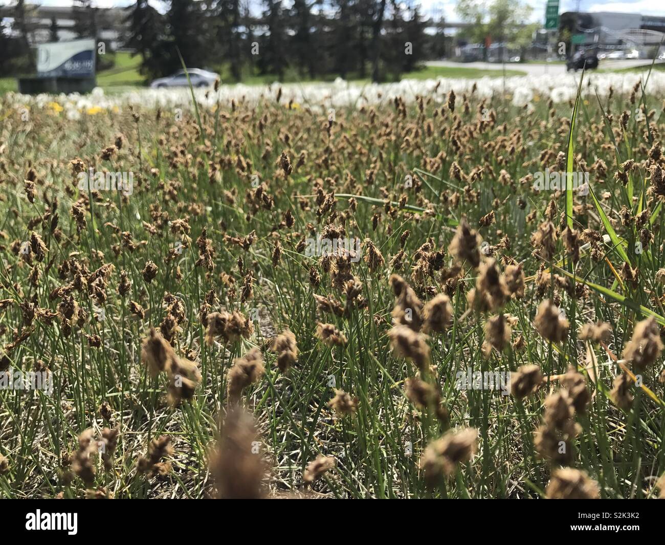 Flower field in Calgary Stock Photo - Alamy