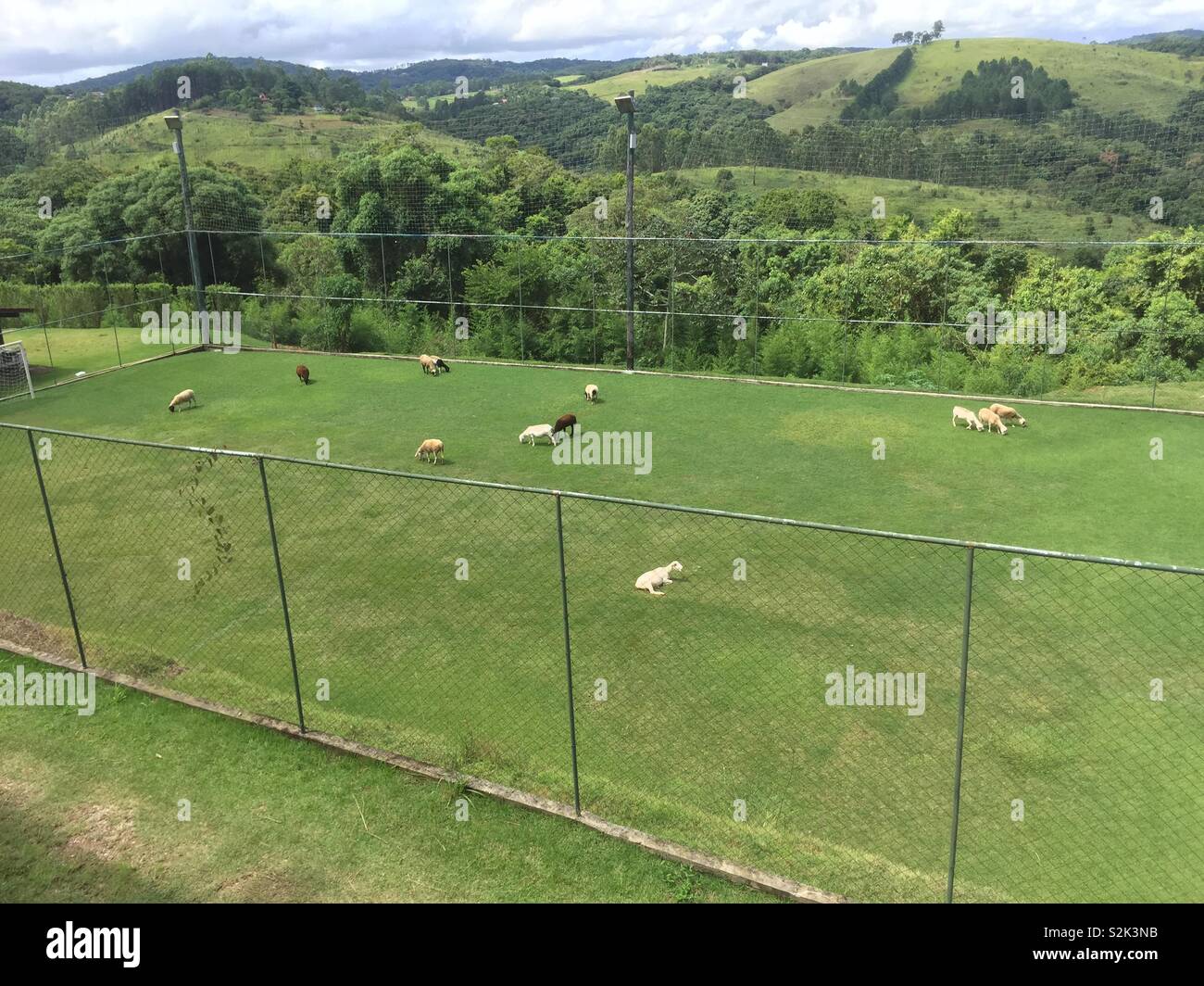Field of goats Stock Photo - Alamy