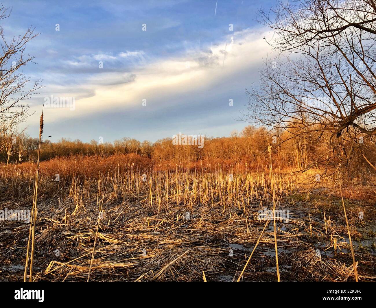 landscape in marsh Stock Photo - Alamy