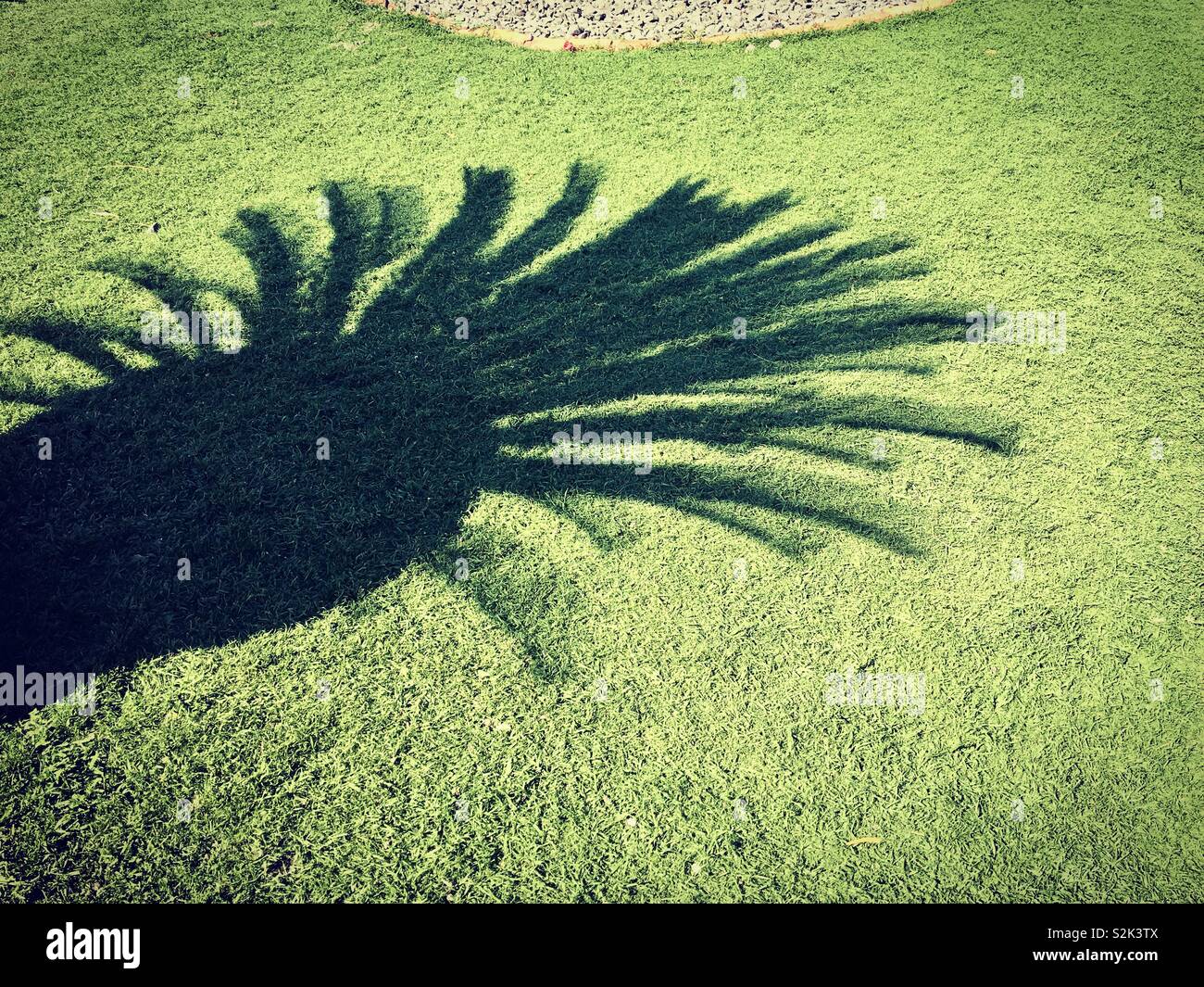 Shadow of a palm tree Stock Photo - Alamy