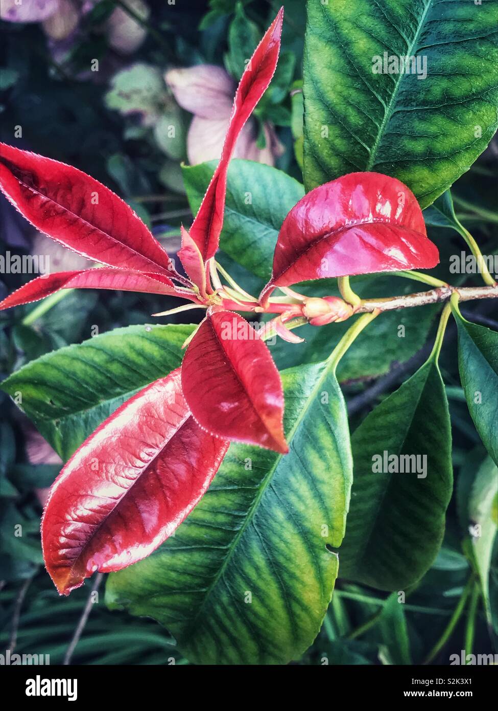 Photinia red robin shrub hi-res stock photography and images - Alamy
