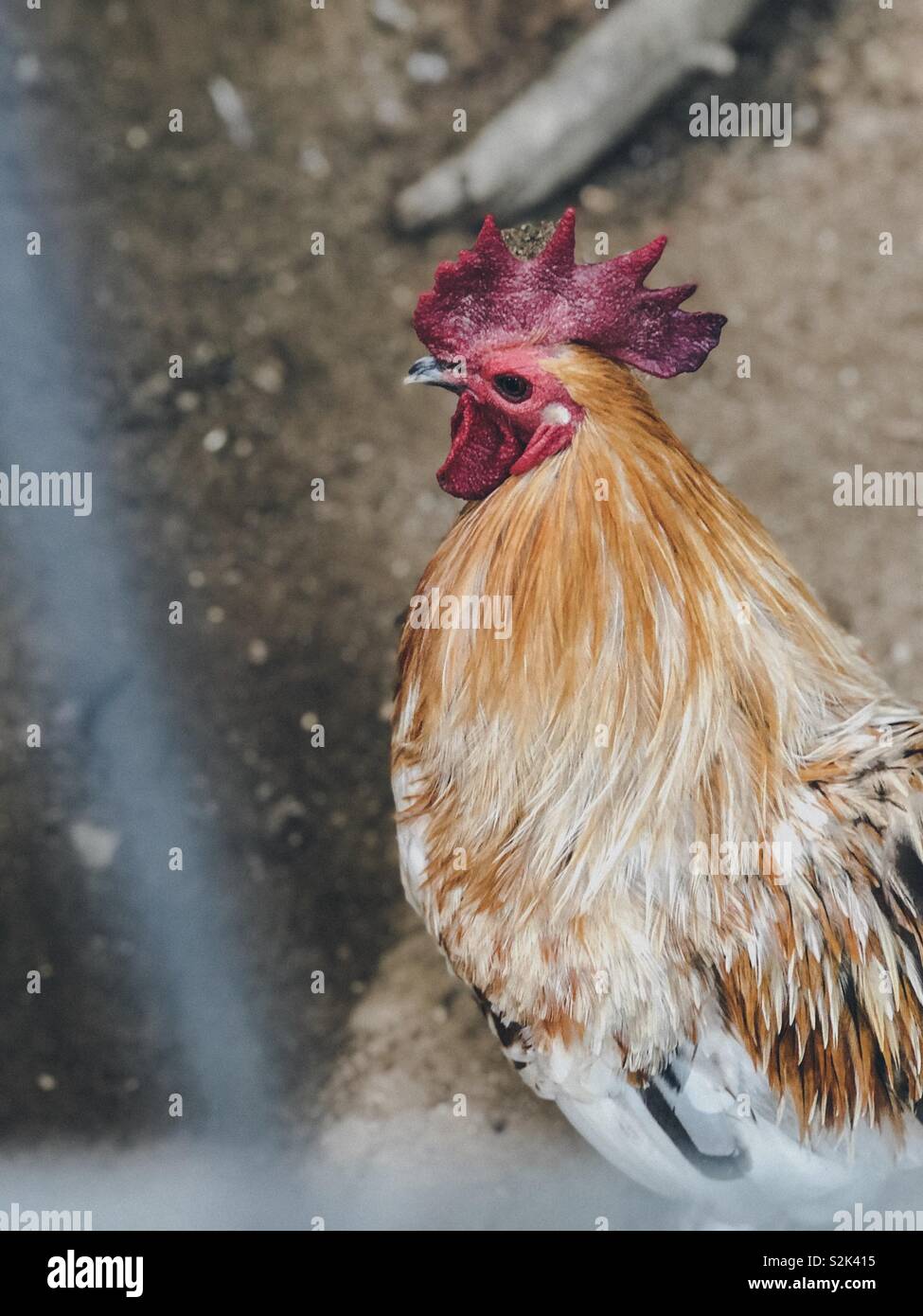 Crown chicken hi-res stock photography and images - Alamy