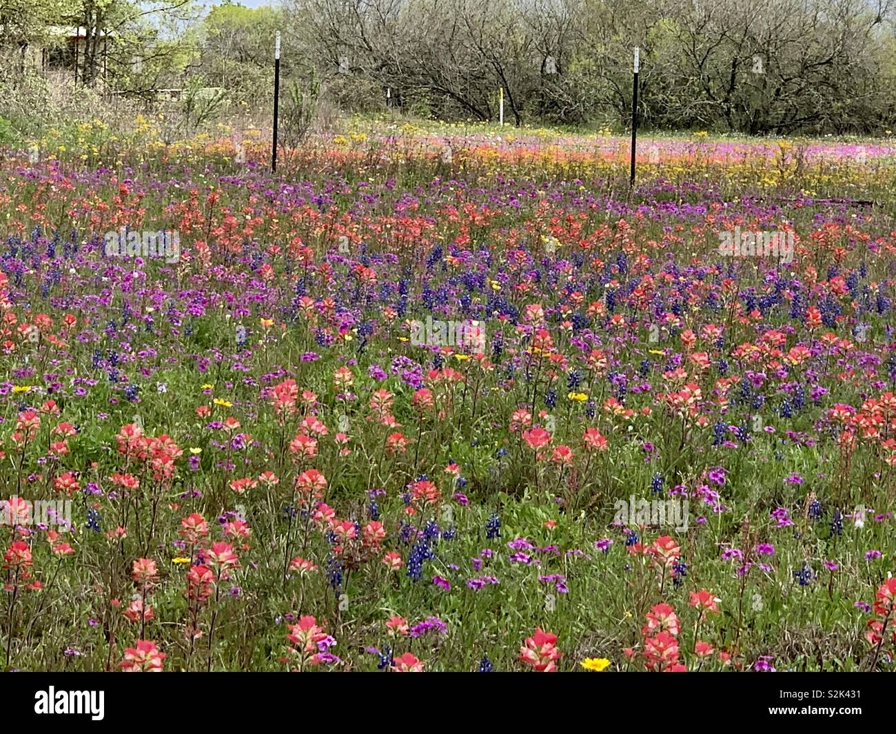 Wildflowers In Early Spring Stock Photo - Alamy