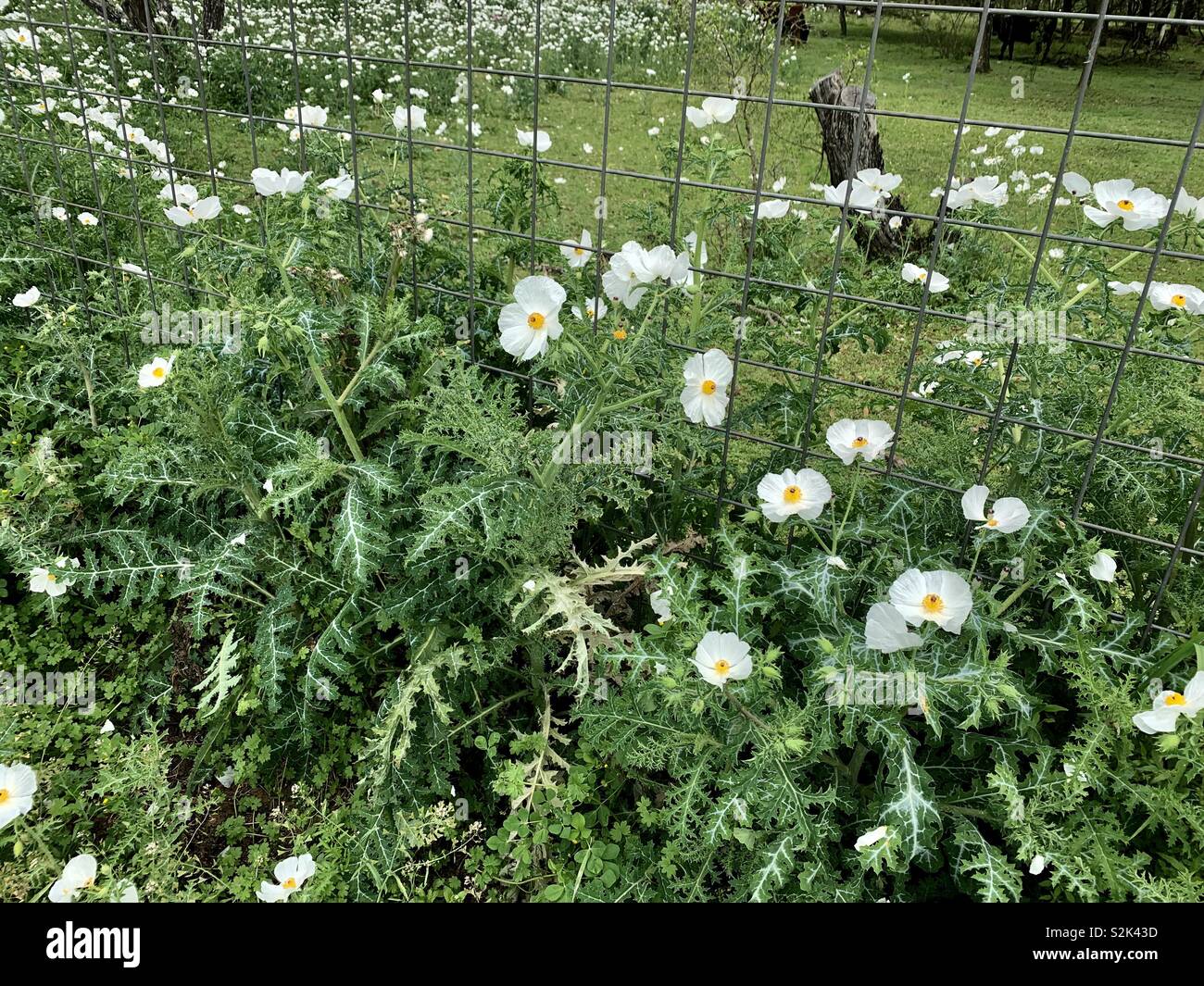 Beautiful spring wildflowers hi-res stock photography and images - Alamy