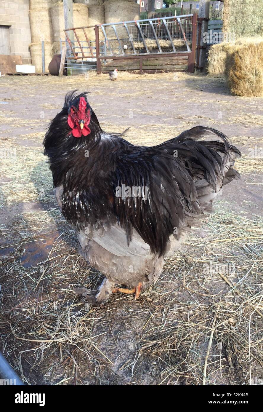 Cockerel on a farm hi-res stock photography and images - Alamy