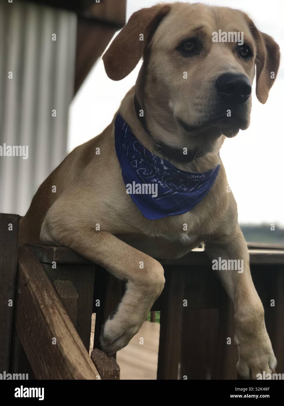 Chilling dog hi-res stock photography and images - Alamy