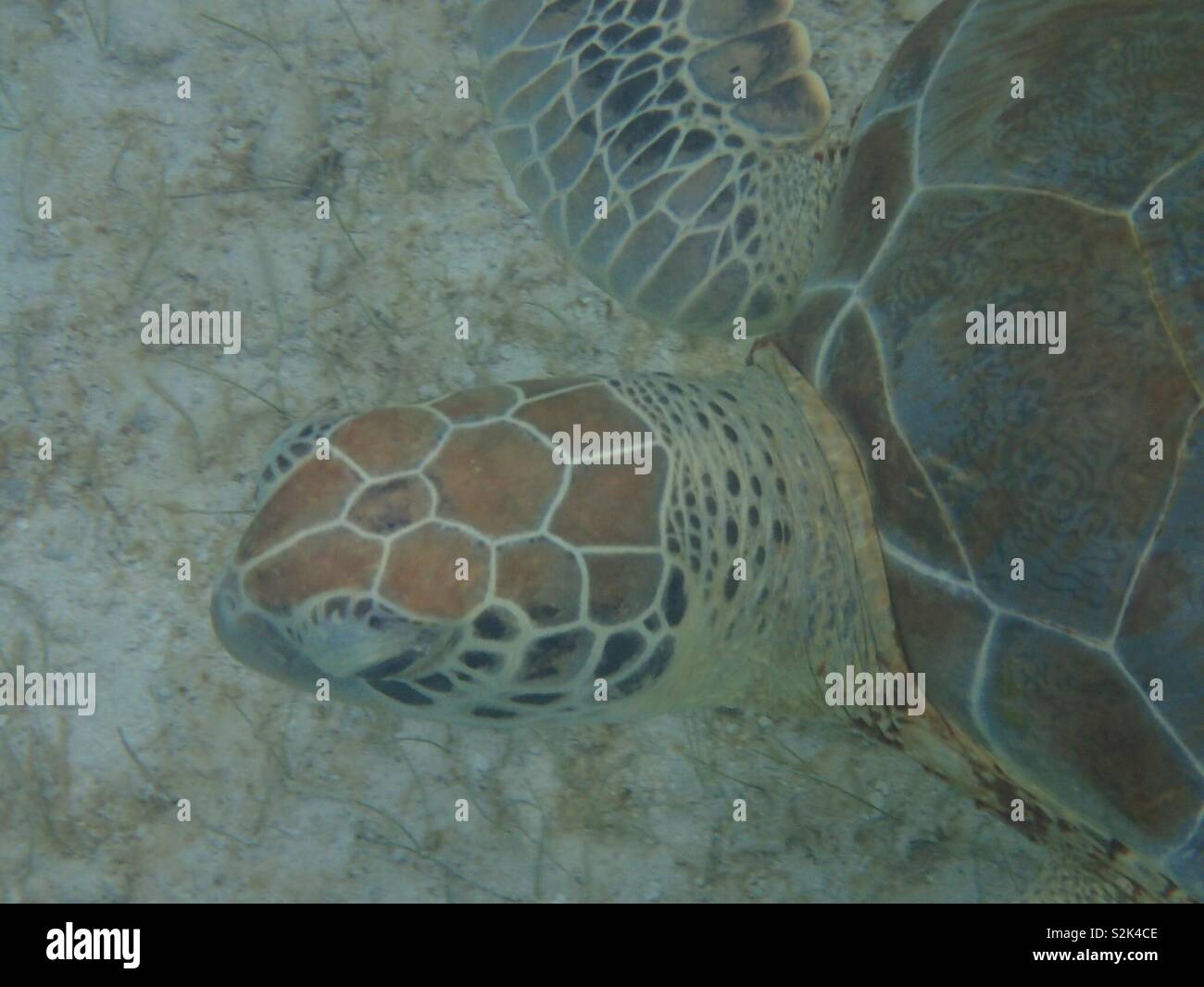 Ocean sea turtle hi-res stock photography and images - Alamy