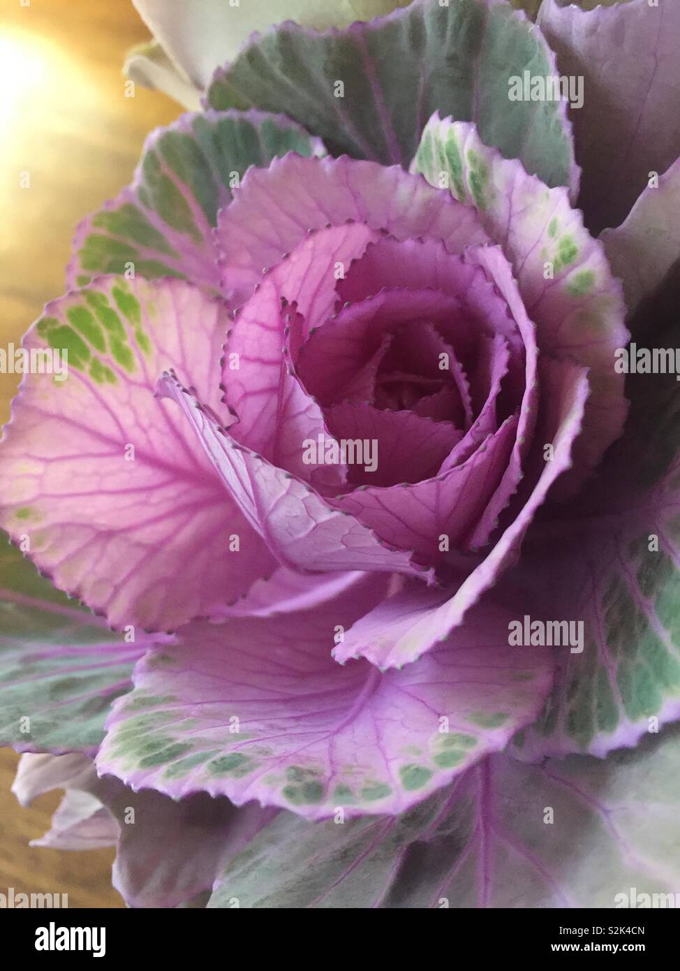 Purple kale hi-res stock photography and images - Alamy